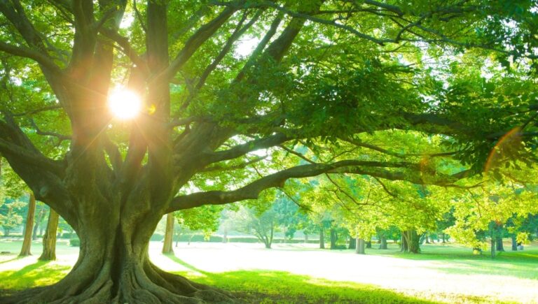HEALING THROUGH TREE ENERGY - ANNINDITA PALAUS